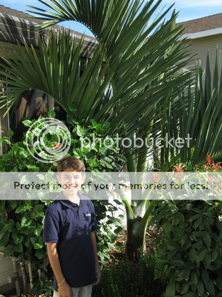 Modesto Dypsis Decipiens update - DISCUSSING PALM TREES WORLDWIDE ...